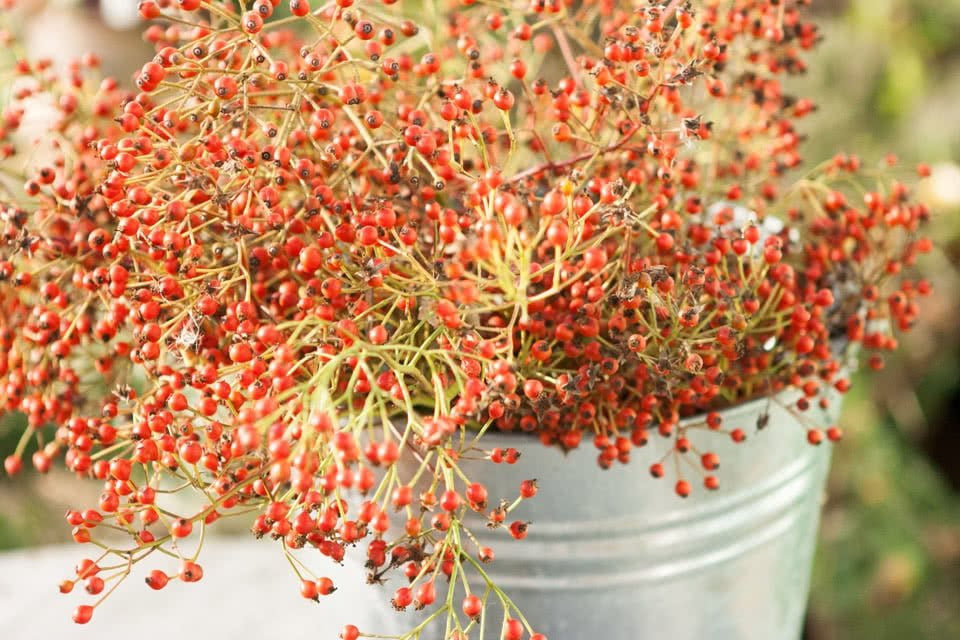 It’s rosehip harvest time - Blooming Green - Seasonal British Wedding ...